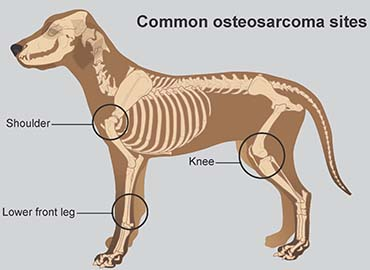 Bone Tumor - Osteosarcoma - Baxter & Cleo Veterinary Clinic